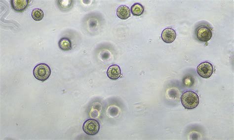 Ipsc向肝类器官分化试剂盒，3d0020 淇嘉科技