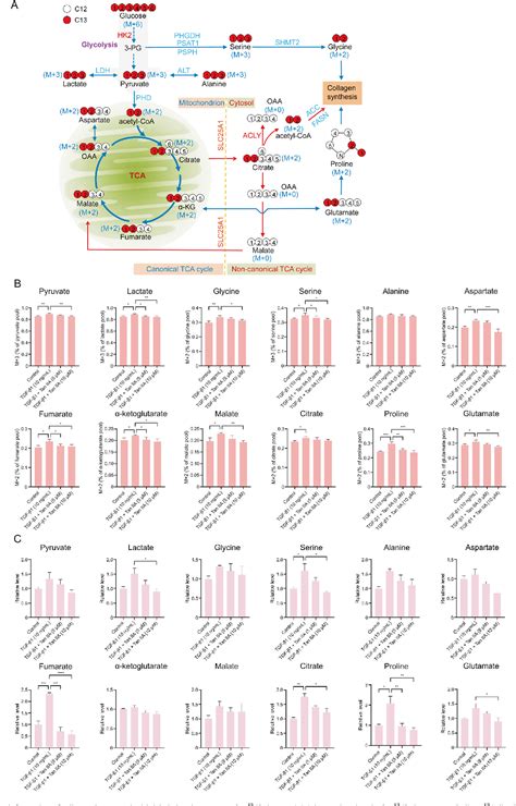 Figure 3 From Tanshinone Iia Ameliorates Energy Metabolism Dysfunction Of Pulmonary Fibrosis