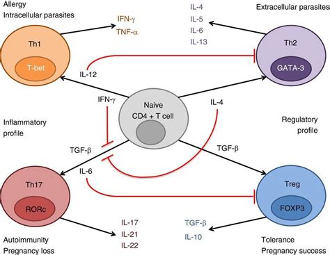 José Antonio Ortega Domínguez On Linkedin The T Helper Type 17regulatory T Cell Paradigm In