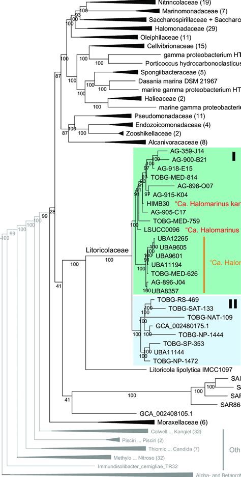 Phylogenomic Tree Of The Pseudomonadales And Om252 Maximum Likelihood