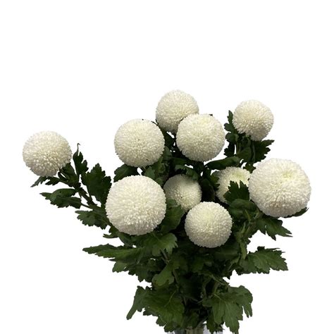 Chrysanthemum Pingpong White Per Stem Reemflora