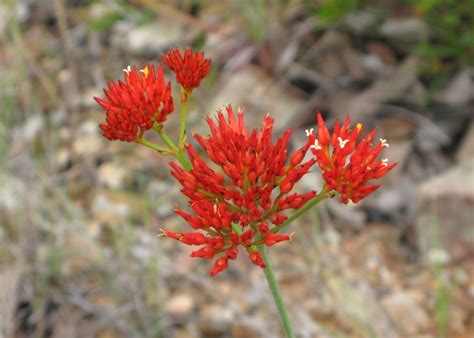 North Queensland Plants Haemodoraceae