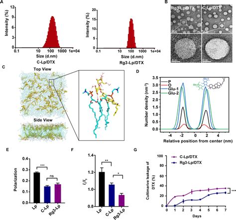 Characterization Of The Liposomes A Size Distribution Of C Lp Dtx And