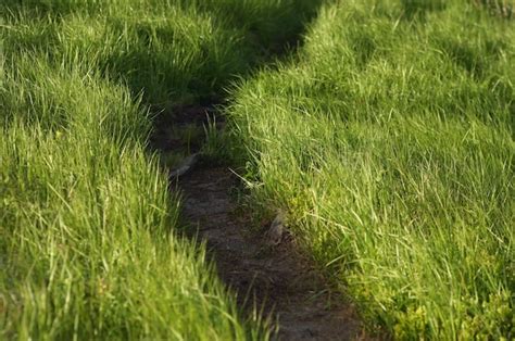 Premium Photo Path In The Grass