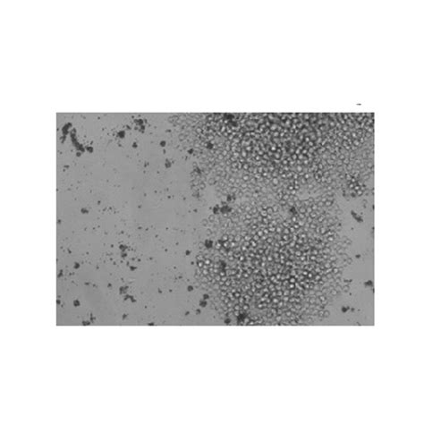 Electrofusion Machine For Hybridoma Production 11 0106f Celetrix