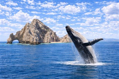 When Is The Best Time To See Whales In Cabo San Lucas Cabo Whale Tours