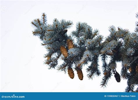 Pine Tree Isolated Background Natural Texture Stock Image Image Of Element Landscape