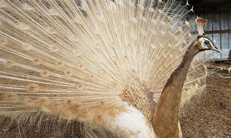 Spalding Peach Peacock Ready For Breeding Season