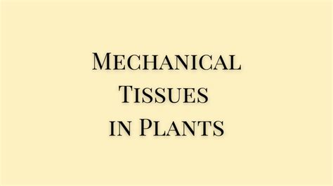 Epidermal Tissue System In Plants