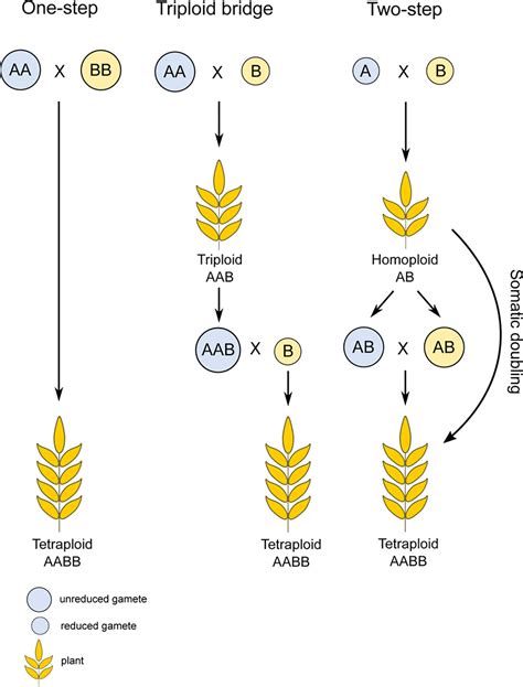 Genetic Aspects Of Drought Resistance In Polyploid Plants 59 Off