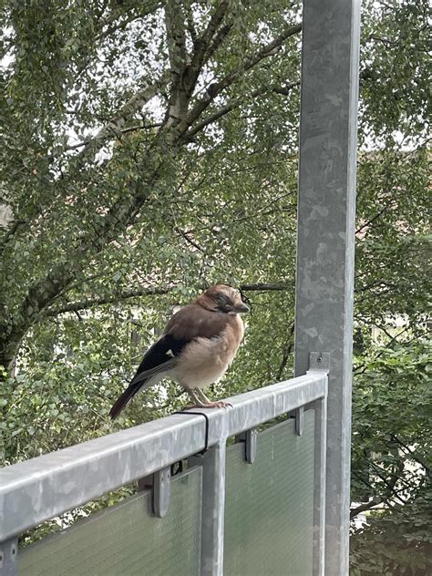 Eurasian Jay Fledgling R Birding