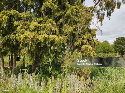 푸른 하늘 아래 다양한 색의 꽃과 식물이 있는 들판의 나무 0명에 대한 스톡 사진 및 기타 이미지 0명 계절 꽃 나무