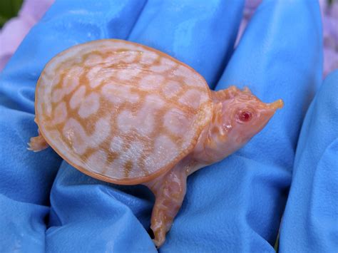 Albino Softshell Turtle