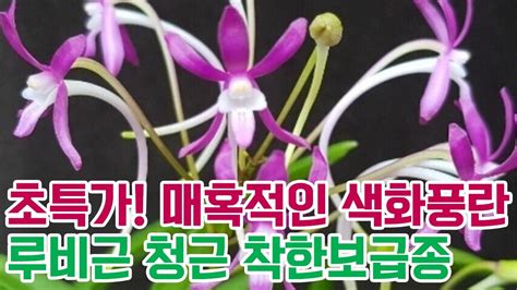 매혹적인 색화와 기화 보석같은 루비근 청근 착한풍란 보급종 전체 아이들 업어가세요 풍란부귀란 꽃밭에서 난원 Youtube