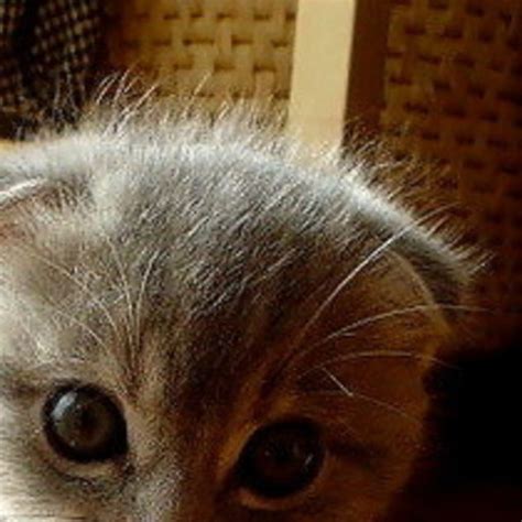 Lingling Zeng Tongji University Shanghai College Of Civil