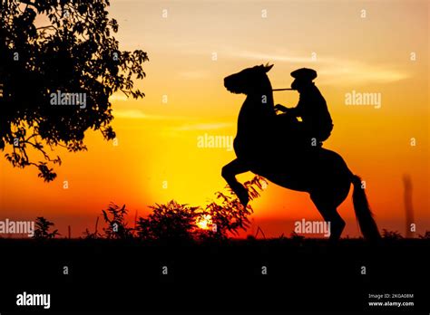 Silueta de gaucho en su caballo con las patas delanteras junto a un ...