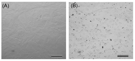 Representative Phase Contrast Microscopy Images Demonstrating Control Download Scientific