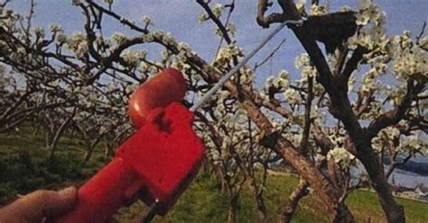 “배 충분한 착과량 확보 위해 수분작업 꼼꼼히 해야”