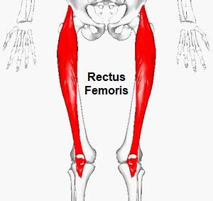 Rectus Femoris Muscle Origin Insertion Function Exercise