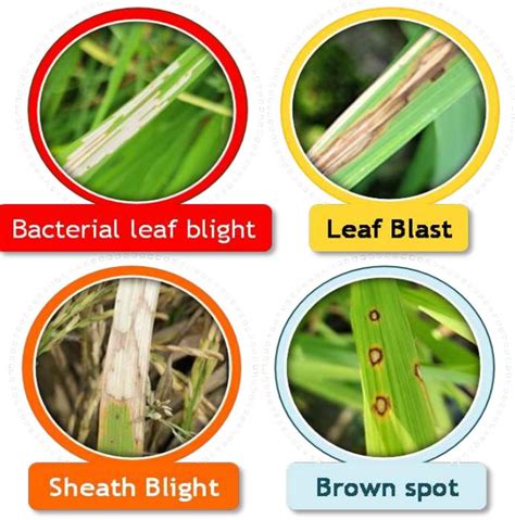 Figure 4 Rice Leaf Disease Classification And Detection