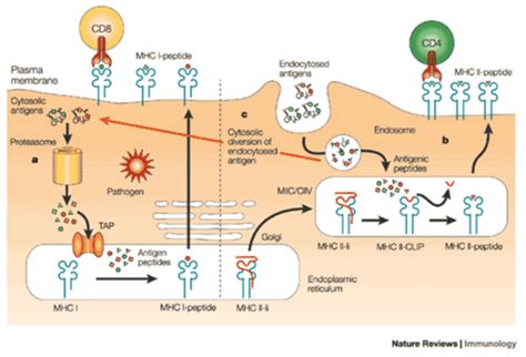 T Cell Activation Flashcards Quizlet