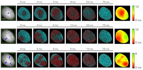 Optical Imaging Platform Uses Light To Treat Arrhythmia BioScan Jan Photonics Spectra
