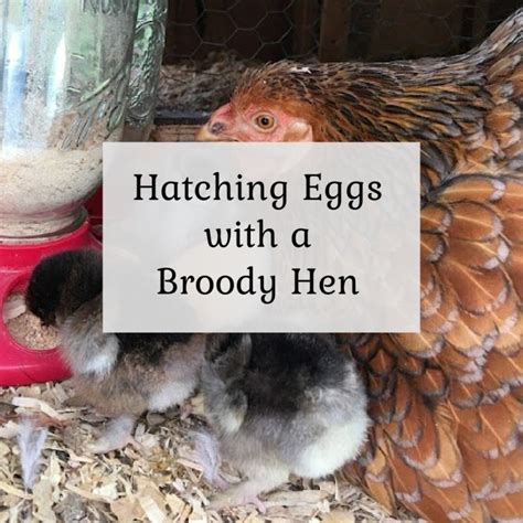 The Importance Of Non Interference During The Hatching Process Nature