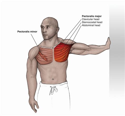 Pectoralis Major Exercises