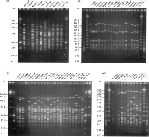 Figure 3 From Delimiting The Genus Staphylococcus Through Description Of Macrococcus
