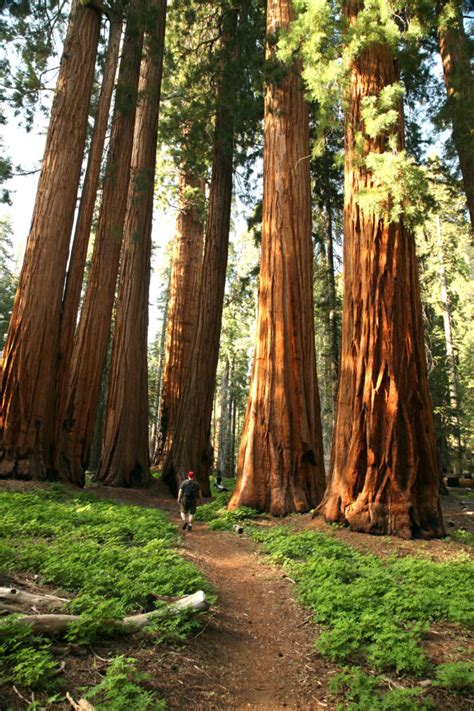 Hyperion The Worlds Tallest Tree Tales By Trees