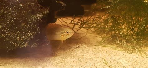 Apistogramma Aggression And How To Reduce It
