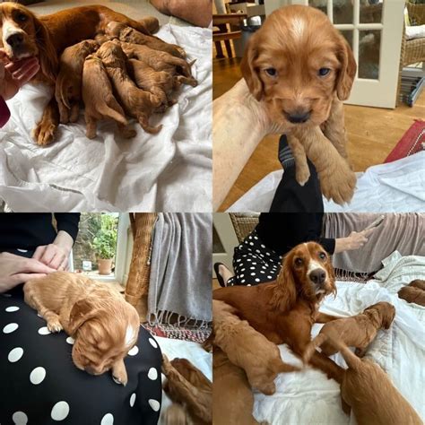 Black Health Tested Cocker Spaniel Puppies For Sale Cocker Spaniel Owners
