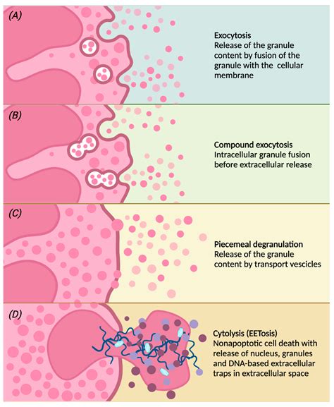 Eosinophil Structure And Biology Encyclopedia Mdpi Eosinophil Structure And Biology Encyclopedia Mdpi