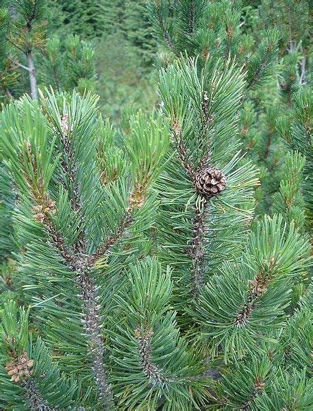 Pinus Mugo