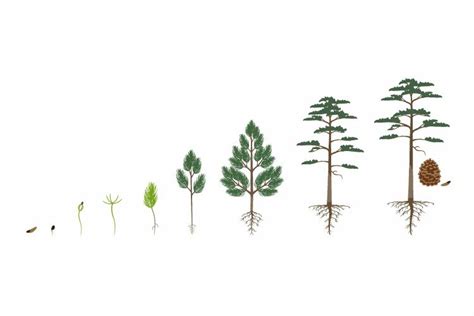 Pine Tree Growth Chart At Lula Hurst Blog