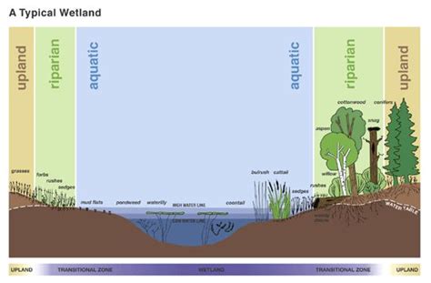 Graphic Of Wetland Zones Explore The Different Habitats