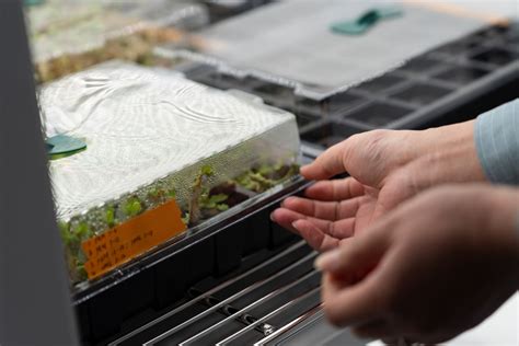 ISTA From Bacterial Immunity To Plant Sex