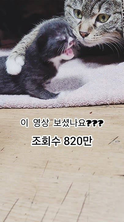 조회수 820만 나올 것 같은 귀여운 아기고양이 재미 웃음 Youtube