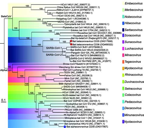 Phylogenetic Analysis Based On Genome Sequences The Tree Was Built By