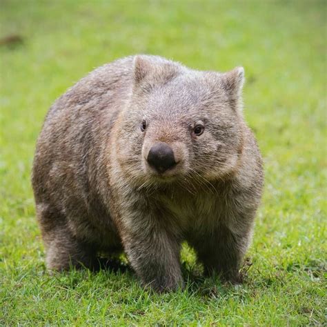 Wombat Aesthetic