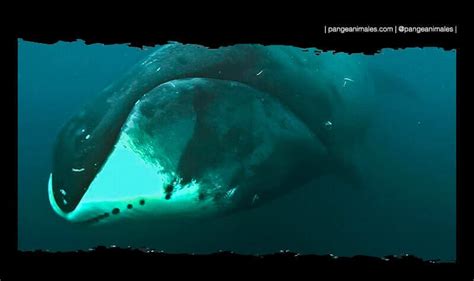 Ballena Boreal Peso Tamaño Cuánto Vive Qué Come Y Hábitat