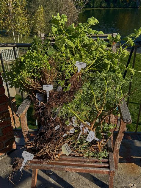 26 Scented Geranium Varieties To Grow Culinary Scents And Cuttings