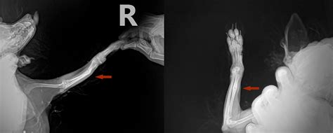 X Ray For Ulna Bone Fracture Leg In Dog Chihuahua 照片檔及更多 獸醫 照片 獸醫 人體