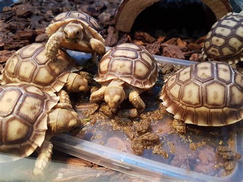 เลี้ยงเต่าตัวเดียวได้ไหม คำถามคาใจของนักเลี้ยงเต่ามือใหม่ Reptilehiso ฟาร์มเต่ายักษ์ เต่าซู