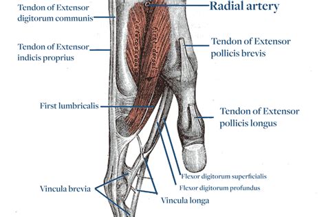 Extensor Tendon Injuries Gładysz Md