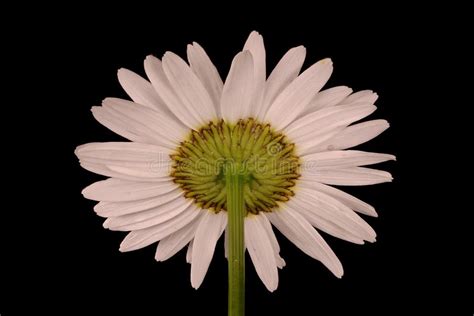Ox Eye Daisy Leucanthemum Vulgare Flowering Capitulum Closeup Stock