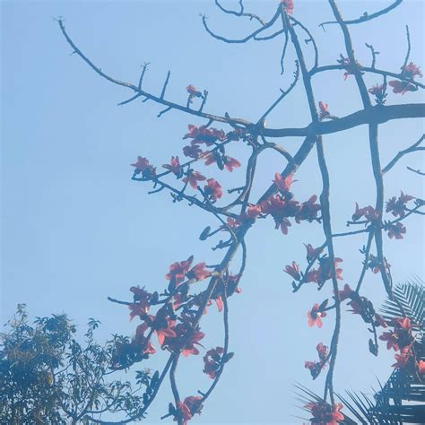 স্বপ্নের বাংলাদেশ