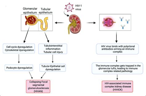 Pathophysiology Of Human Immunodeficiency Virus Associated Renal Download Scientific Diagram