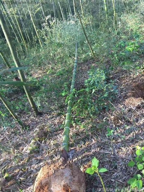 毛竹 最新毛竹 报价表 图片 产地行情 竹苗竹子 绿宝园林网