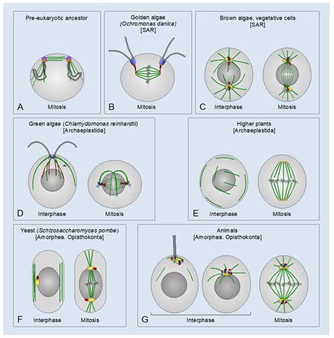 Centrosome In Plant Cell